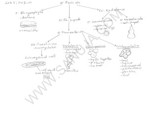 Evolutionary Family Trees in Paleobiology | Sanuja Senanayake